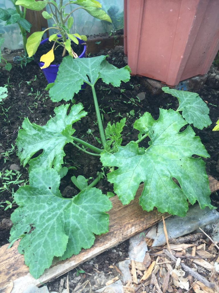How to grow courgettes - from a gardener who always kills them